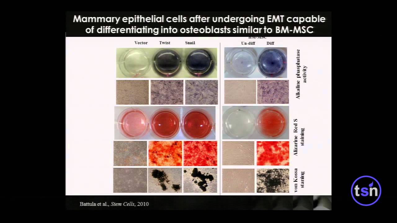 Drug Discovery & Endogenous Stem Cells - Sendurai Mani, UT MD Anderson ...