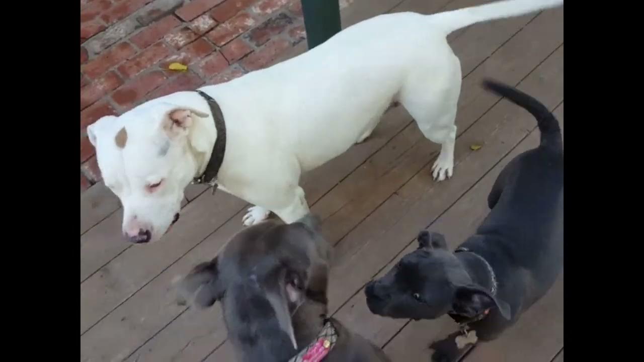 World's Most Annoying Puppy Part 2 - YouTube