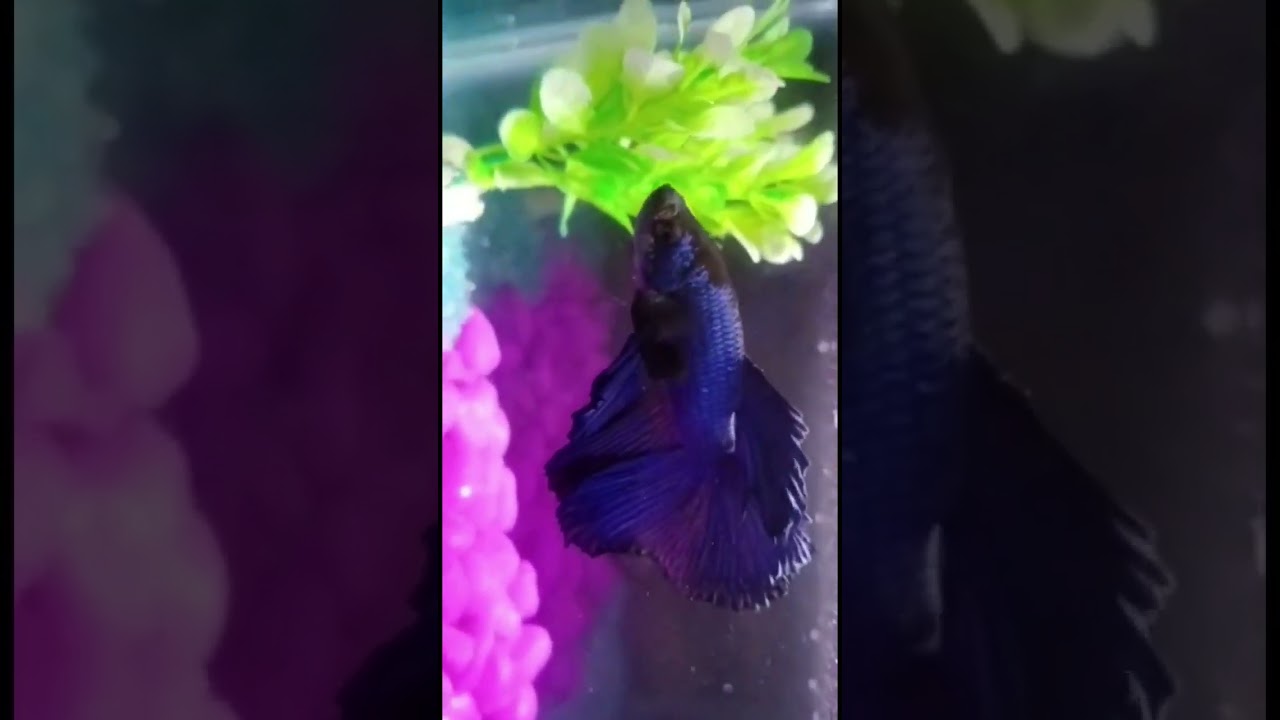 NEW MALE BETTA FISH COST OF 150 Rupee YouTube new-male-betta-fish-cost-of-150-rupee-youtube