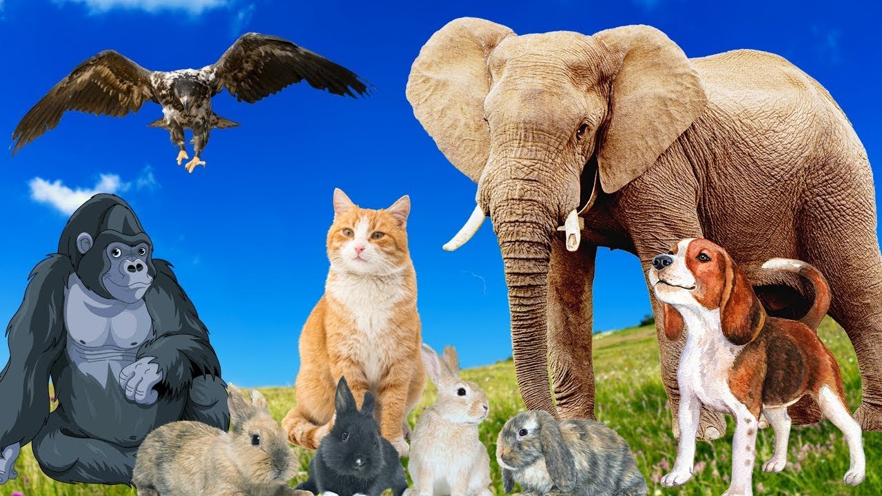 animal best one=zebra 🦓 monkey 🐒 tiger 🐅 elephant 🐘 goat 🐐 sheep 🐑 bear ...