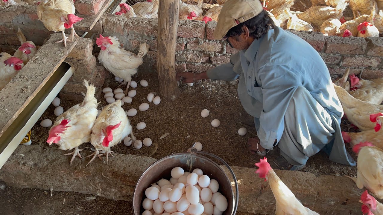 Harvesting Chicken Egg Collecting Daily Routine | Chicken Farming ...