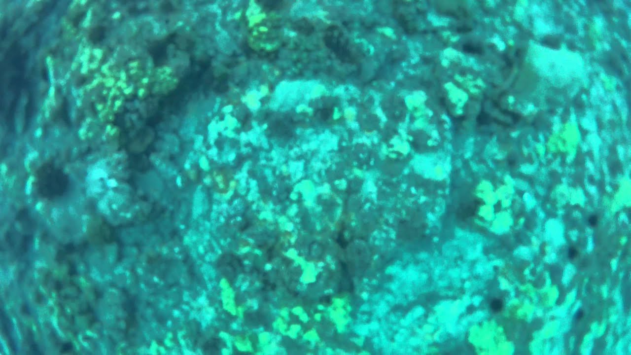 Molokini snorkel dive at Maui Hawaii GoPro Chest Strap HD Underwater ...