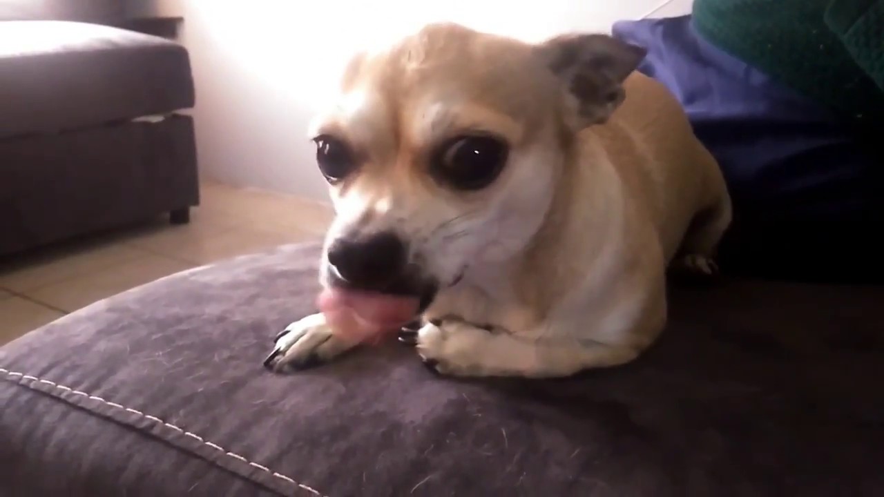 Recopilacion de perros enojados - YouTube