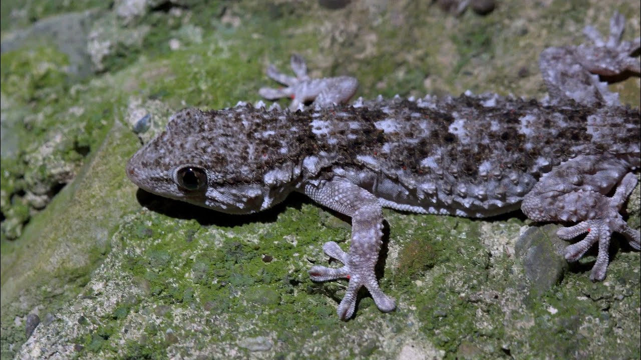 Italy Night Walk in search of Luciola Italica - Italian Fire Fly ...