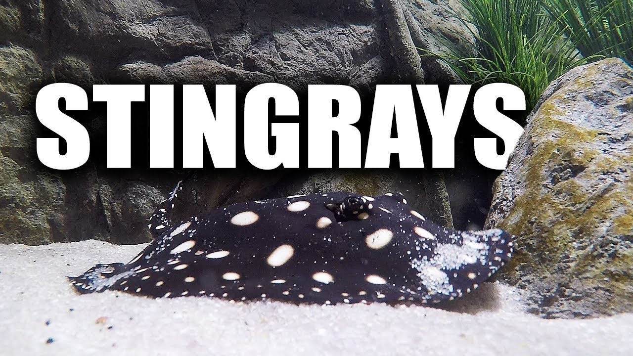2,000G STINGRAY AQUARIUM - YouTube