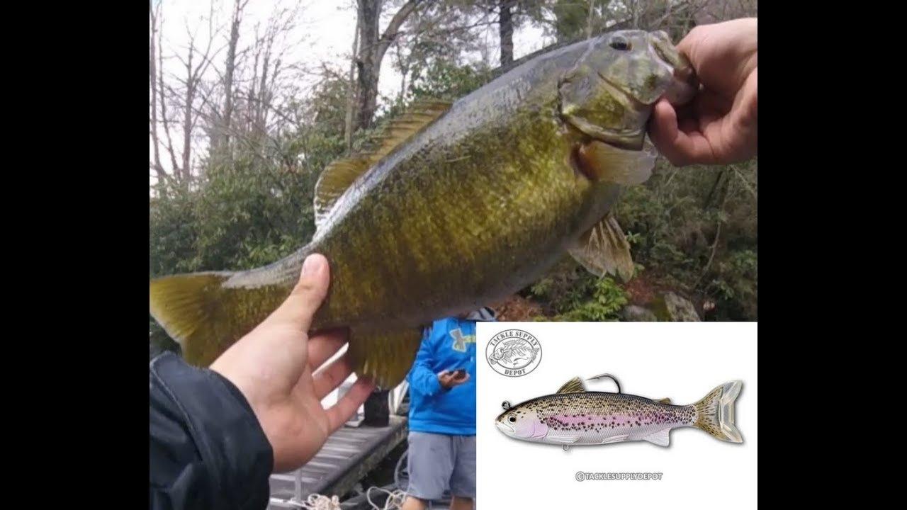 5 POUND SMALLMOUTH BASS ON A LIVE TARGET TROUT ON MY BIRTHDAY! - YouTube