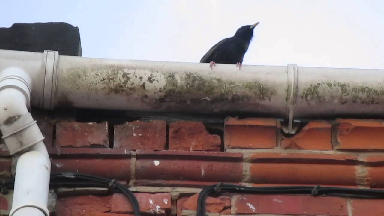 Birds Nesting In Our Loft - YouTube