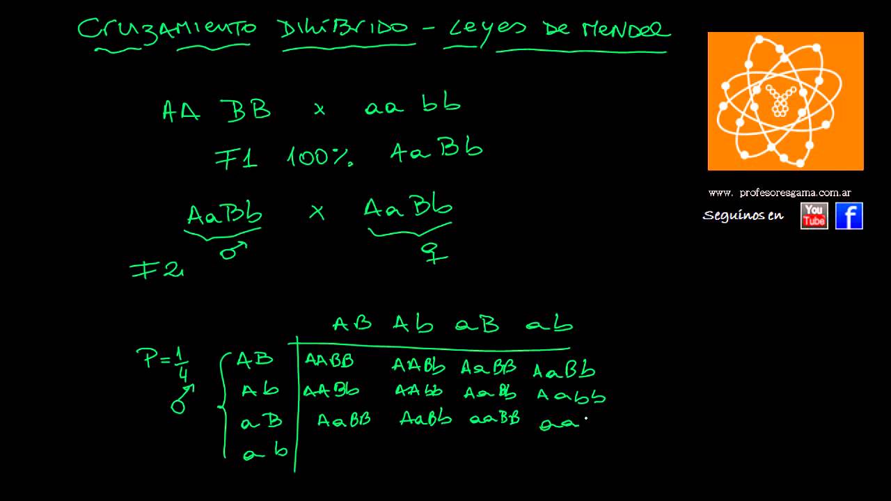 Leyes de Mendel - Cruzamiento dihíbrido - YouTube