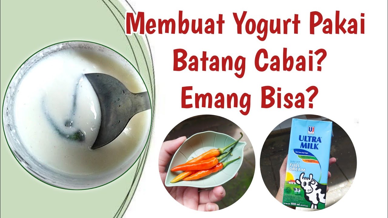 Membuat Yogurt Dengan Batang Cabai, emang bisa? Mari Kita Coba! | Bibit ...