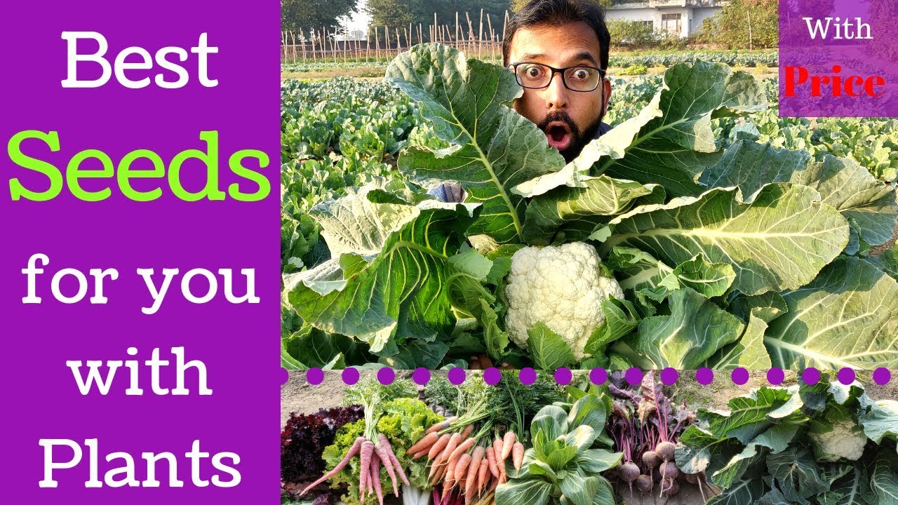 Seeds For Exotic Plants | Plants Seeds Online | Best Quality Seeds ...