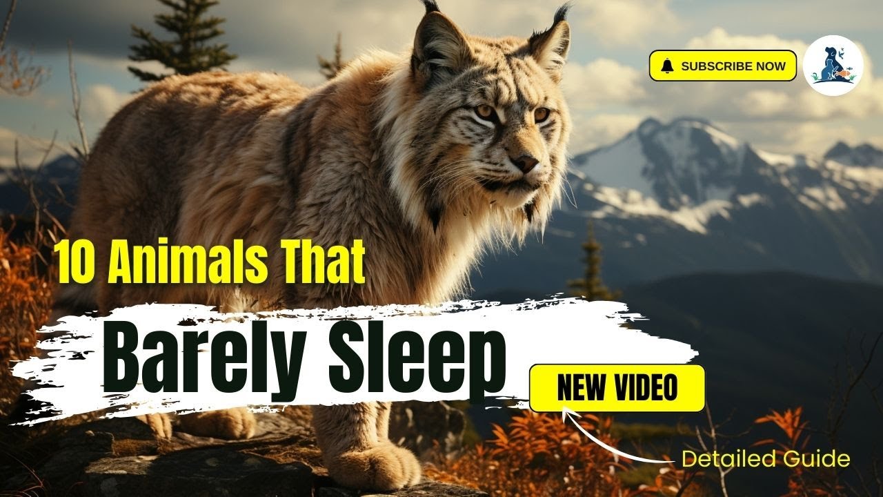 10 Incredible Animals That SURVIVE on Little to No Sleep! | Mind ...