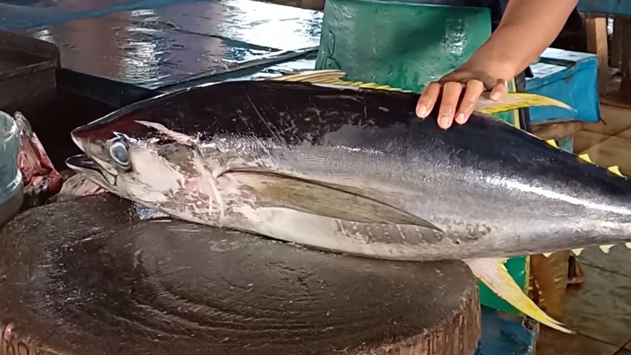 amazing skills in cutting big and fresh tuna andTola🔥🔪🔥 Live 02 Dec 24 ...