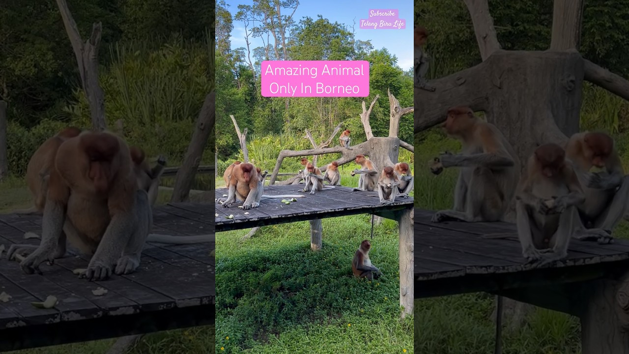Proboscis Monkey @ Monyet Belanda | Bangkatan #borneo - YouTube