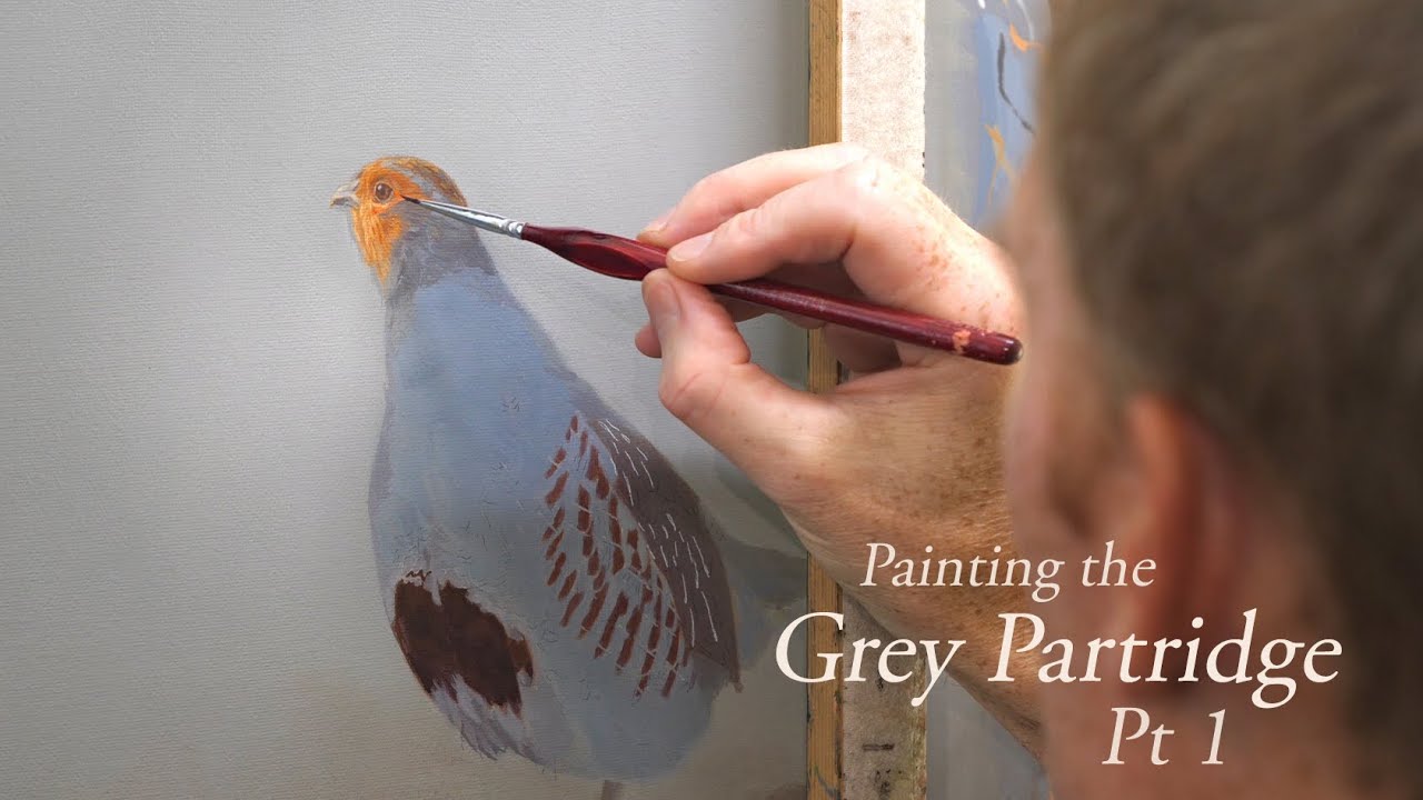 Painting the Grey partridge Pt1 - Jonathan Pointer Art - YouTube