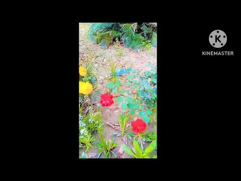 Flower Vlog