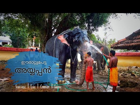 ERATTUPETTA AYYAPPAN |ഐരാവതാസമൻ ഈരാറ്റുപേട്ട അയ്യപ്പൻ | പ്രിയ ചട്ടക്കാര ...
