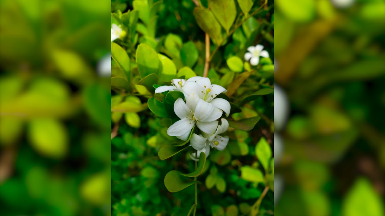 GUIA PARA RELAXAMENTO 5 - YouTube