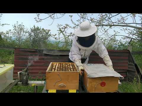 Bir hobi arıcının arısı nasıl olMAMAlı :) #hobi #arıcılık #kastamonu