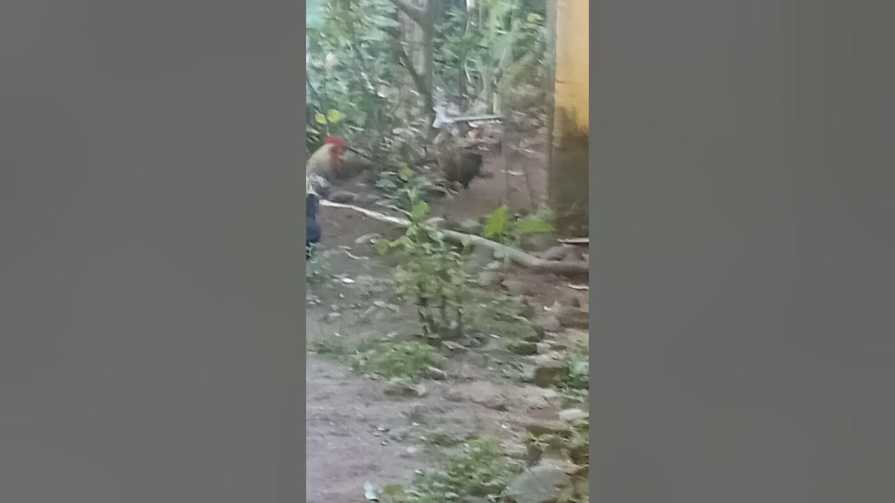 eamga ottam - YouTube