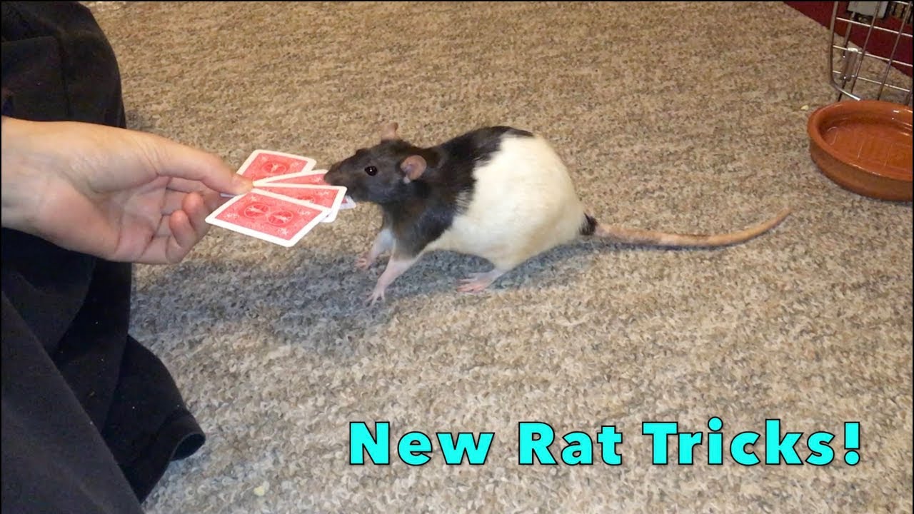 New Rat Tricks! - YouTube