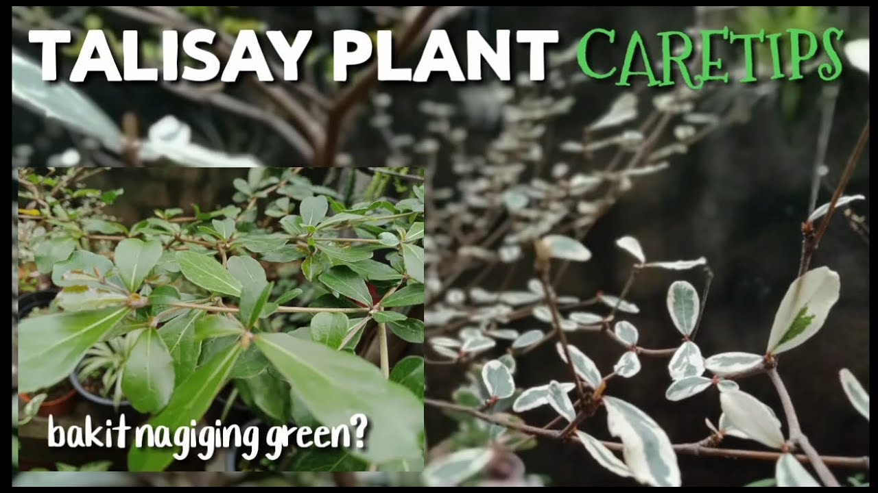 Paano alagaan ang talisay plant || Caretips || vlog#18 - YouTube
