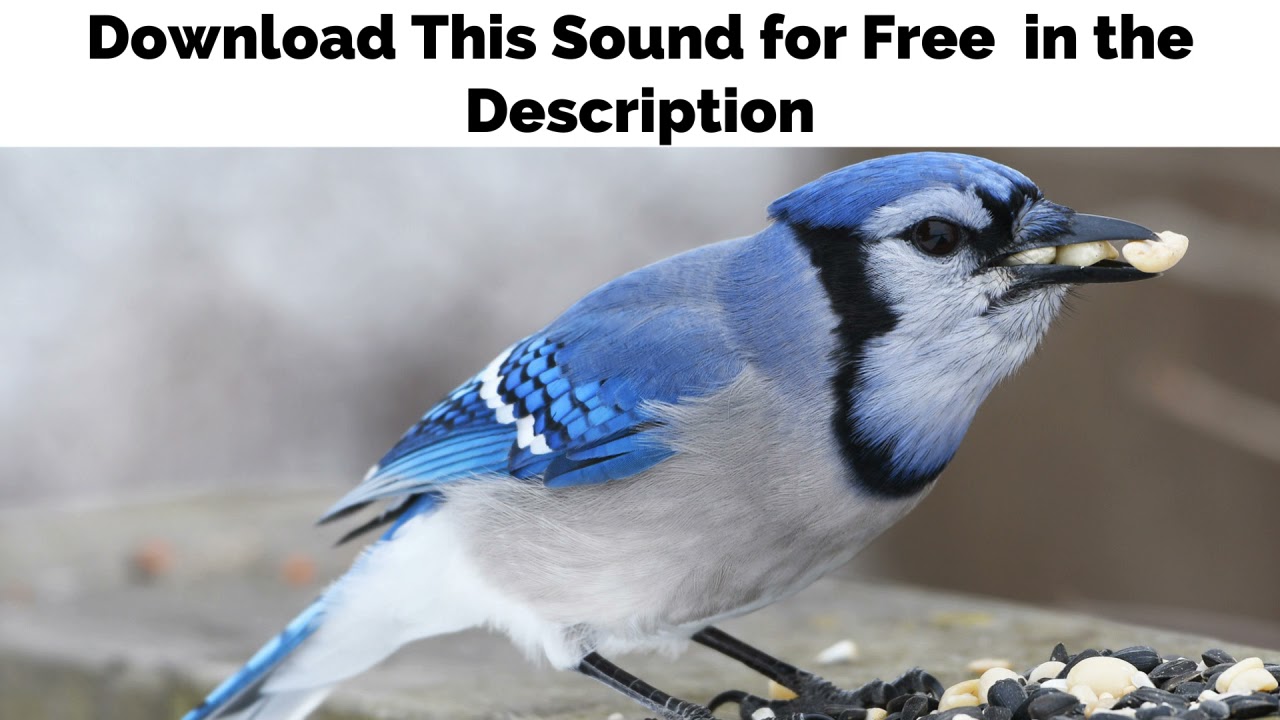 Blue Jay Bird Call Blue Jay Call Sounds In The Nature YouTube blue-jay-bird-call-blue-jay-call-sounds-in-the-nature-youtube