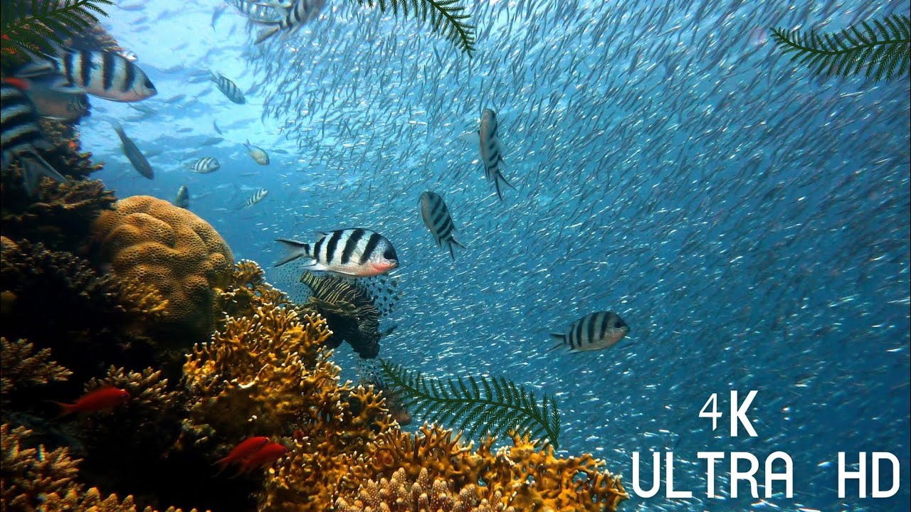Aquarium 4k vedio (Ultra HD) 🐠 Amazing and beautiful color Fish - YouTube