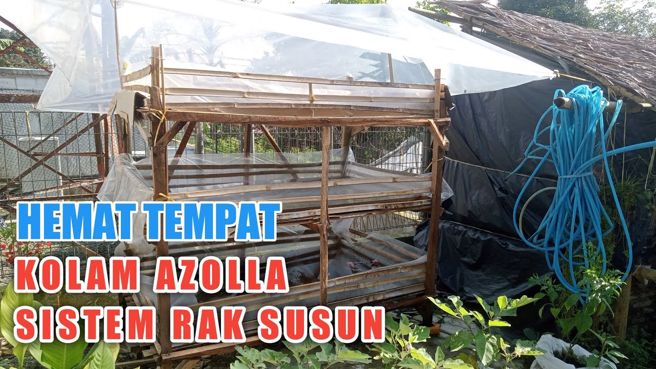 KOLAM AZOLLA SISTEM RAK SUSUN | AZOLLA PAKAN TERNAK AYAM KAMPUNG PEMULA ...
