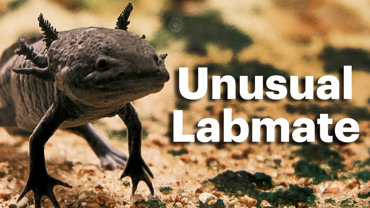 Axolotls are pros at regrowing limbs | Unusual Labmates - YouTube