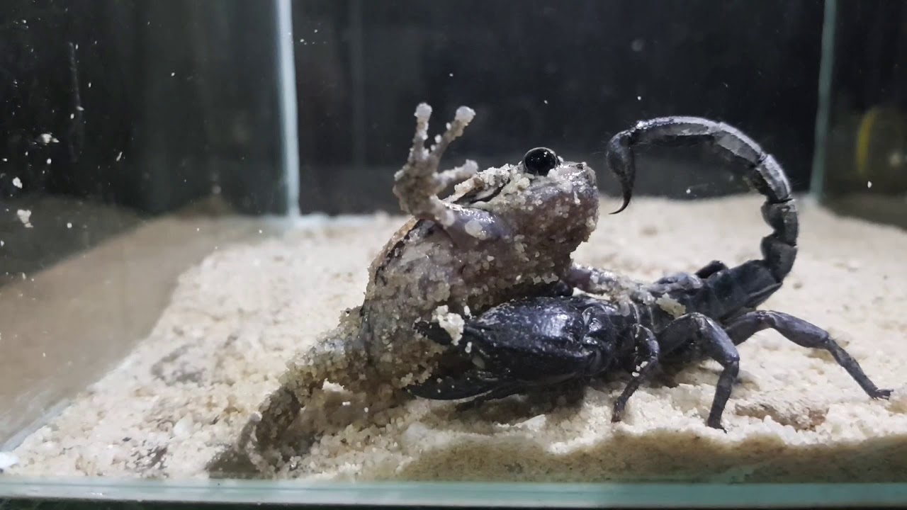 Bullfrog attack by Scorpion. Finally they're become to a best friend ...
