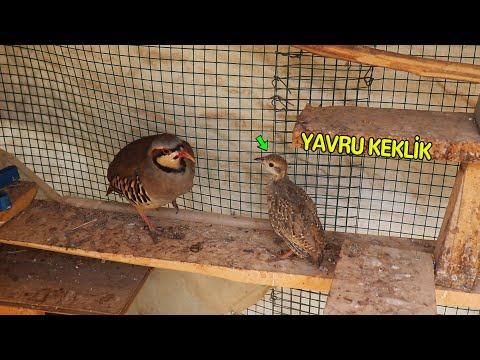 yavru keklik