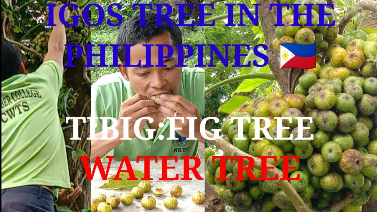 #7 IGOS TREE IN THE PHILIPPINES 🇵🇭 TIBIG: FIG TREE / WATER TREE ...