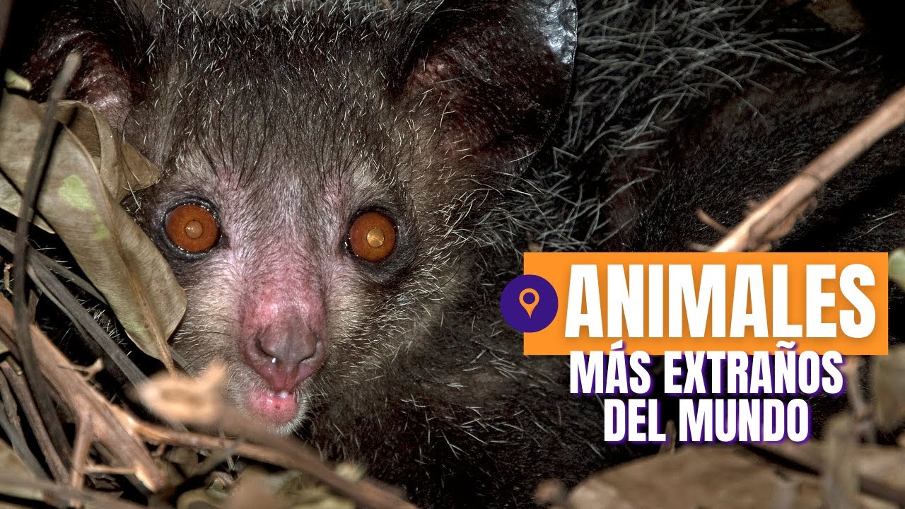 ANIMALES MÁS EXTRAÑOS del Mundo | ¿DÓNDE ESTÁN Las 10 Criaturas Más ...