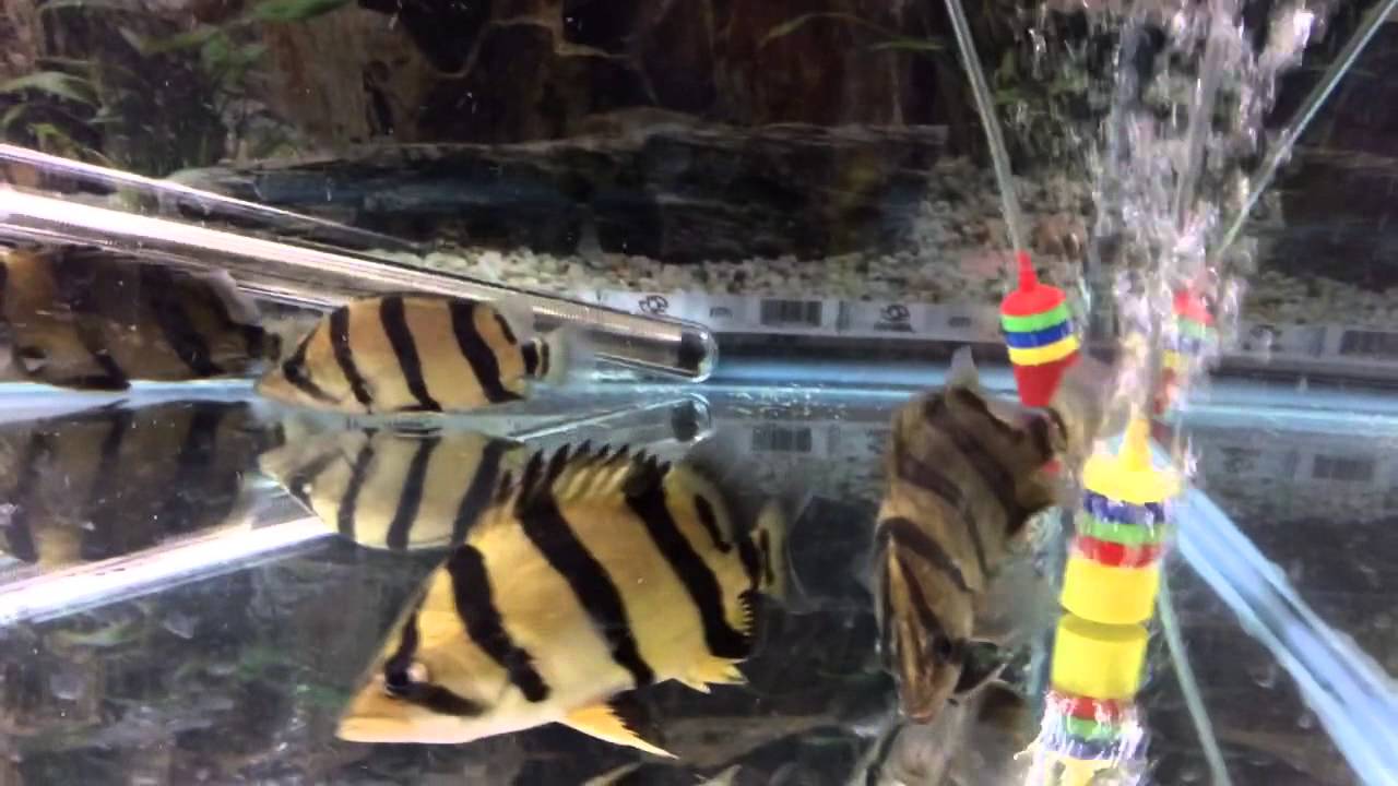 Tiger Datnoid For Sale (Siamese Tigerfish - Datnioides) - YouTube