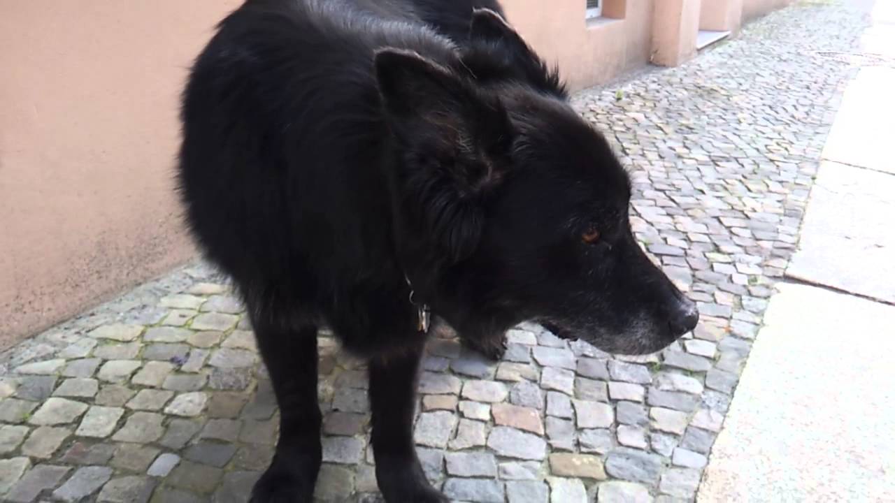 Long walk tired wolf - YouTube