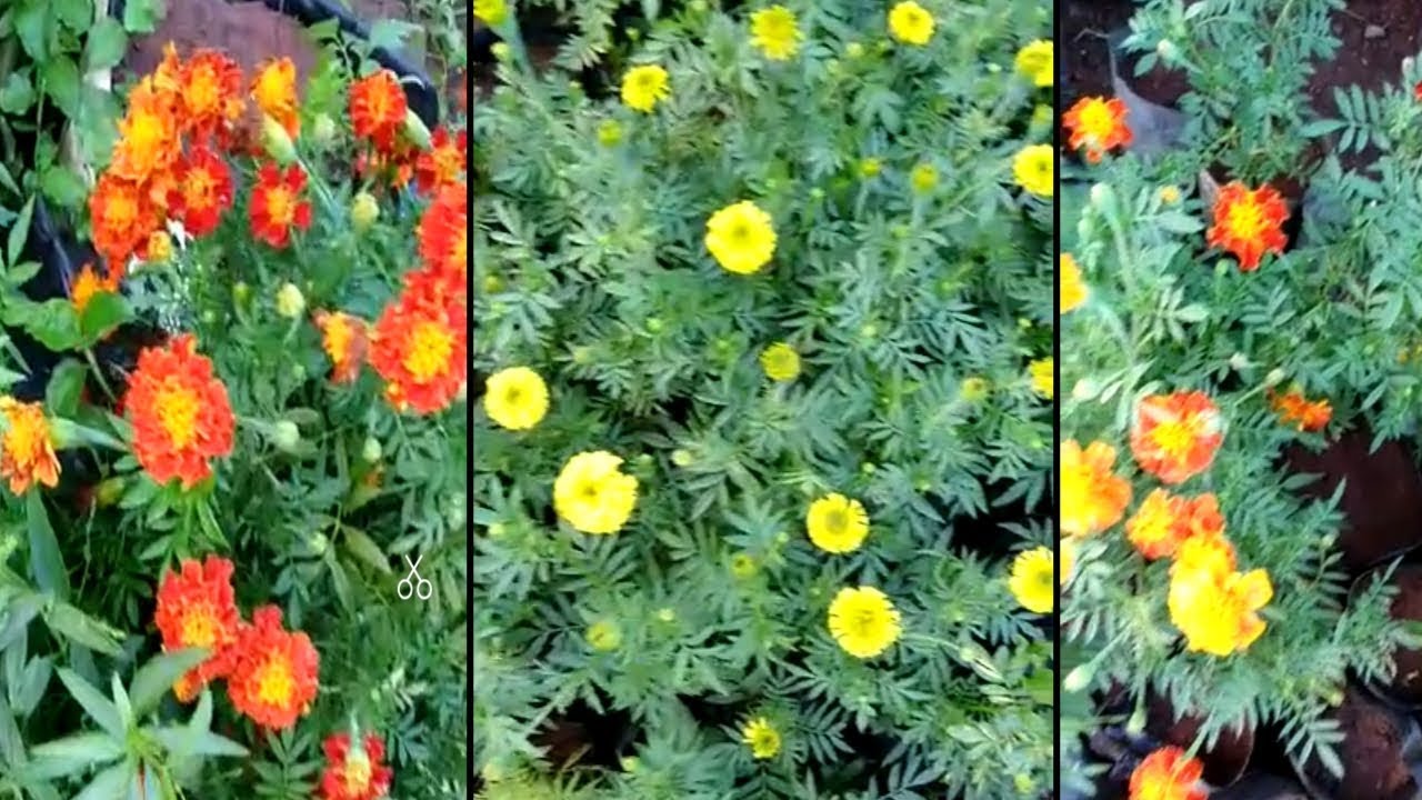 மாடித்தோட்டம் சாமந்தி பூ செடி வளர்ப்பு || samanthi poo - YouTube