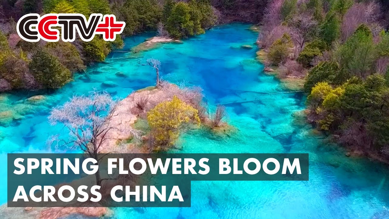 Spring Flowers Bloom Across China - YouTube