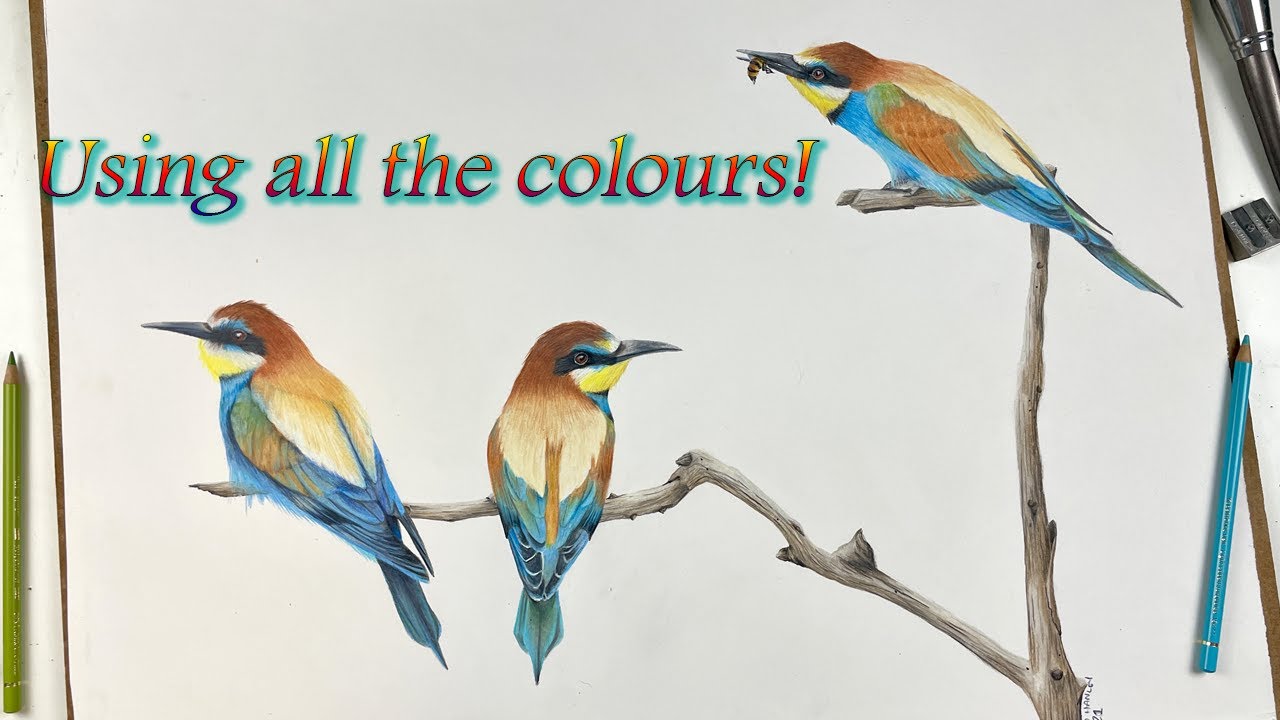 Drawing Rainbow Bee Eaters in Color Pencil - YouTube