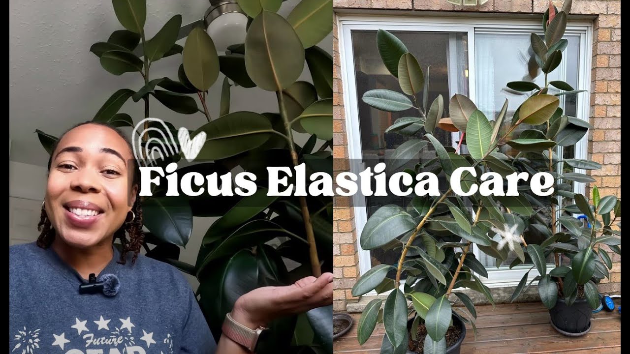 Grow a TALL Rubber Tree| FICUS ELASTICA CARE TIPS |SOIL |SUNLIGHT ...
