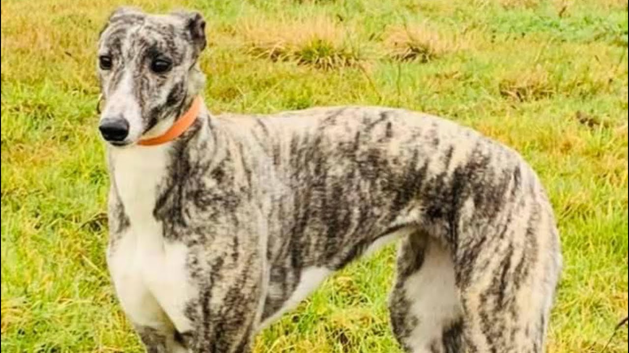 Crazy Greyhound Playing With A New Toy - YouTube