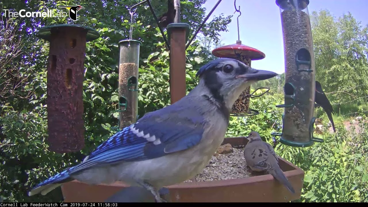 Blue Jay Eyes The Cornell Lab FeederWatch Cam – July 24, 2019 - YouTube