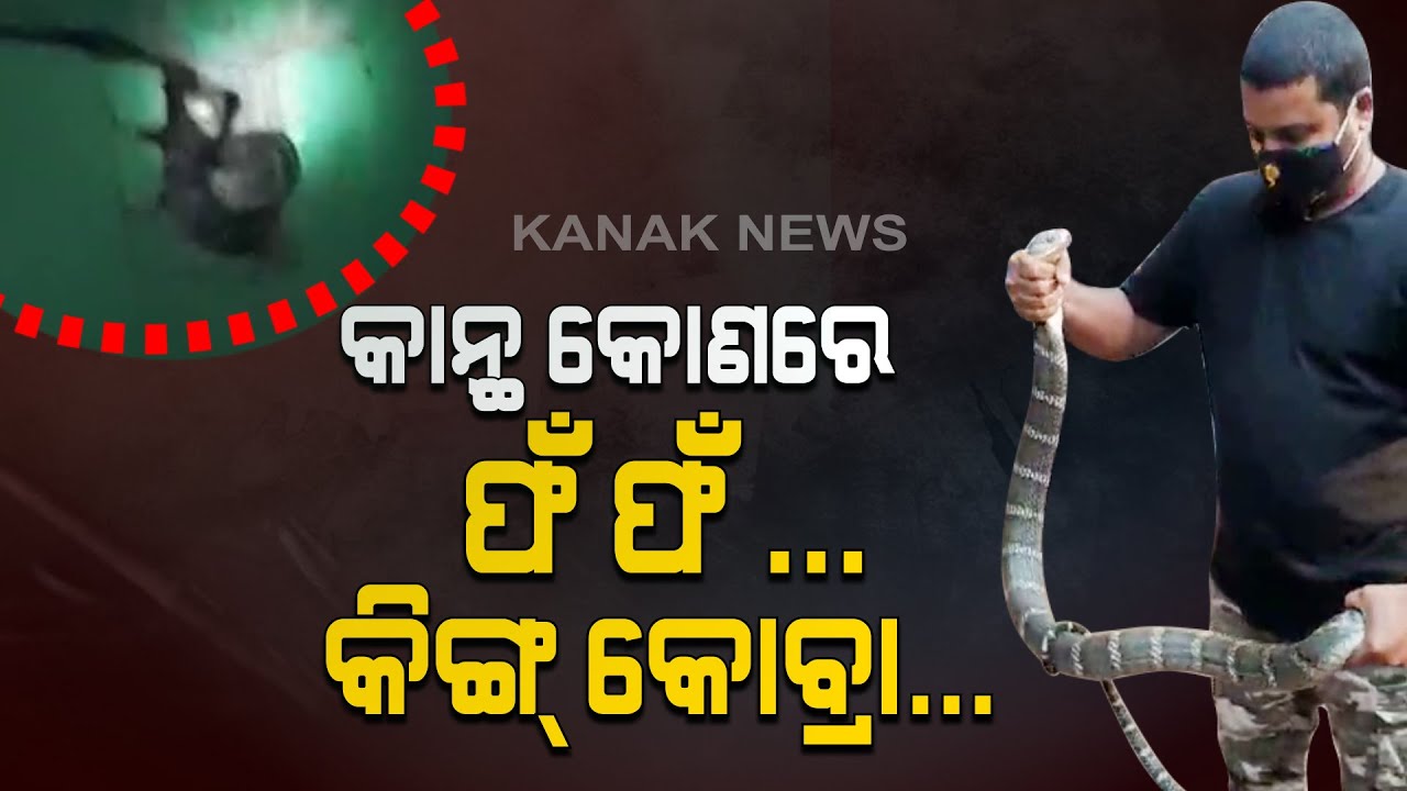 10-Ft Long Ahiraj Snake Rescued From A House In Ganjam - YouTube