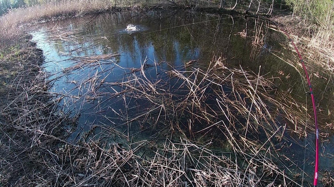 HAUKIA ÄLYTTÖMÄN PIENESTÄ LAMMESTA - YouTube