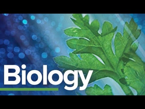 Biology XI Kingdom Prokaryotae and Structure of Bacteria Part I - YouTube