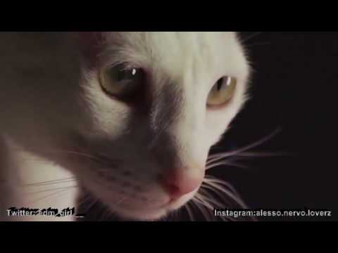 When cats like Alesso