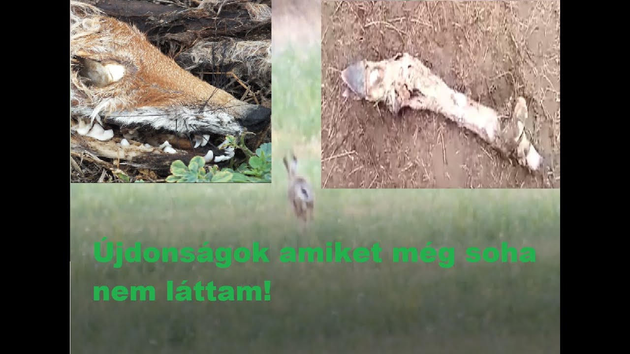 Újdonságok amiket még soha nem láttam! [őz láb, mezei nyúl róka koponya ... Újdonságok amiket még soha nem láttam! [őz láb, mezei nyúl róka koponya ...