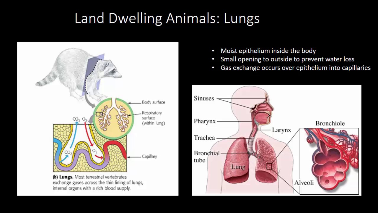 CH 23 - Circulation & Respiration - Part 3 - Animal Respiration - YouTube