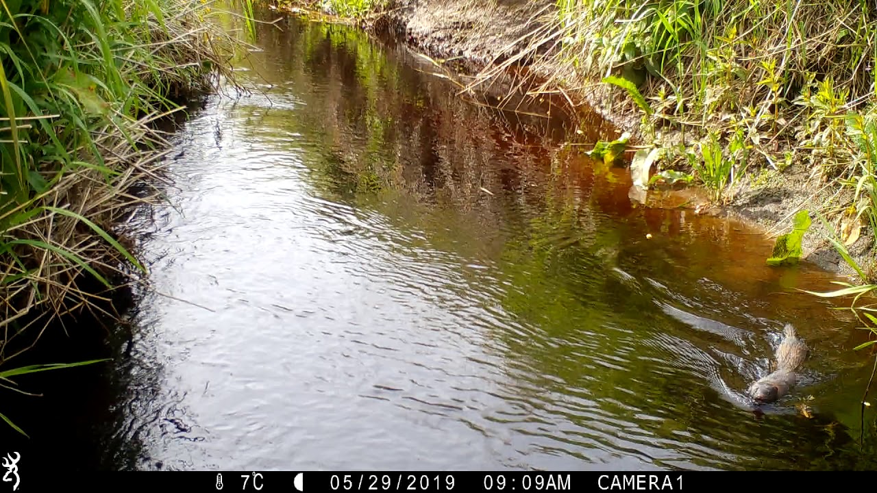 Mink in Daylight on the River Ugie near Peterhead North East Scotland ...