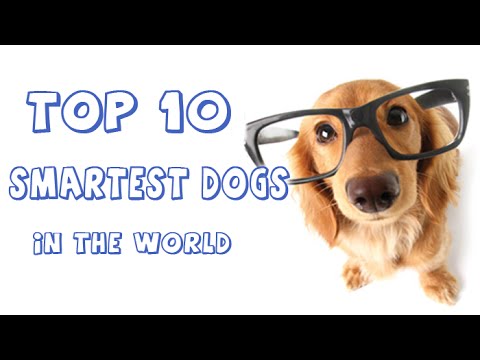 Top ten Smartest dogs in the World - YouTube