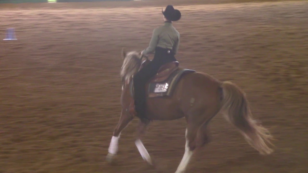 BCET Berry Western Show ||02/03/19|| Kelly Knott - YouTube